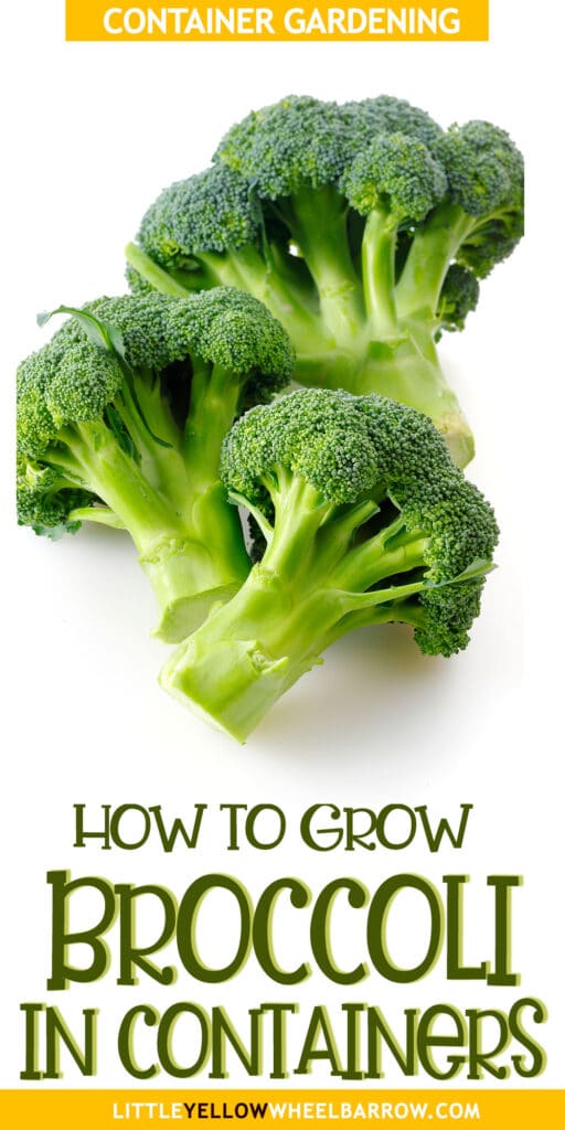 Grow Broccoli In Containers Hassle Free