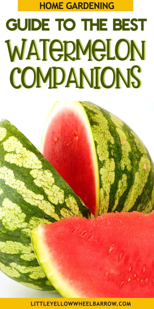 The Best Watermelon Companion Plants For Your Patch