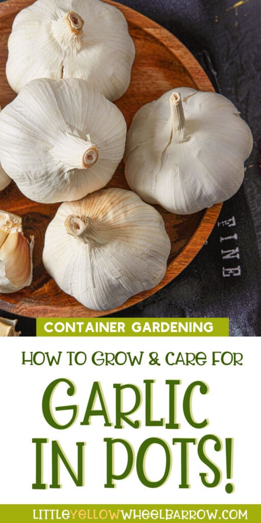 How to Grow Garlic In Pots - Step By Step