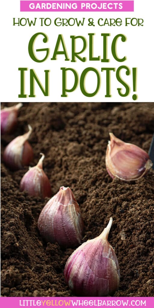 How to Grow Garlic In Pots - Step By Step