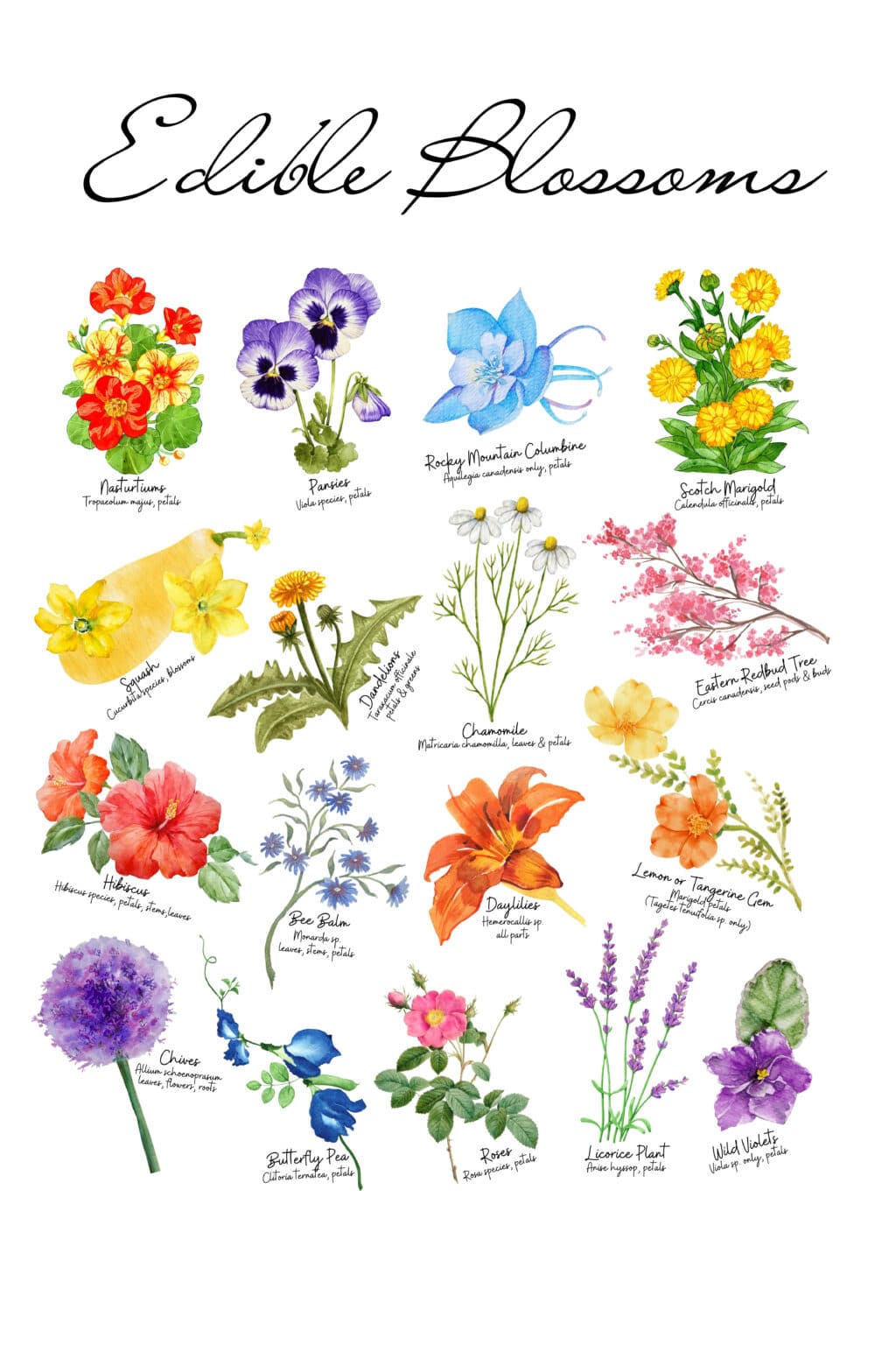 Which Flowers are Edible? A List of Edible Flowers and Their Uses!