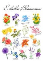 Which Flowers are Edible? A List of Edible Flowers and Their Uses!
