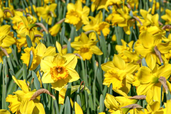 Beautiful Deer Resistant Perennials You Must Try This Year