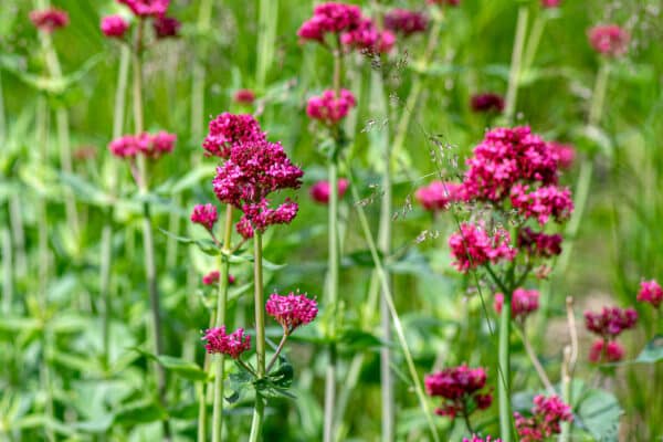 Beautiful Deer Resistant Perennials You Must Try This Year