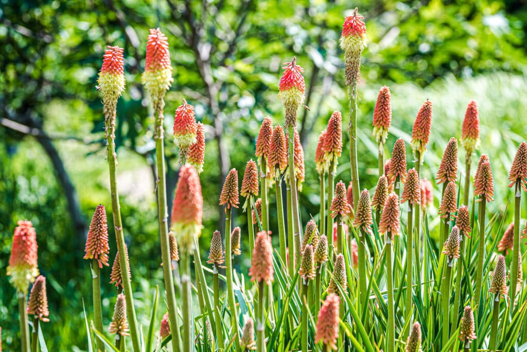 Beautiful Deer Resistant Perennials You Must Try This Year