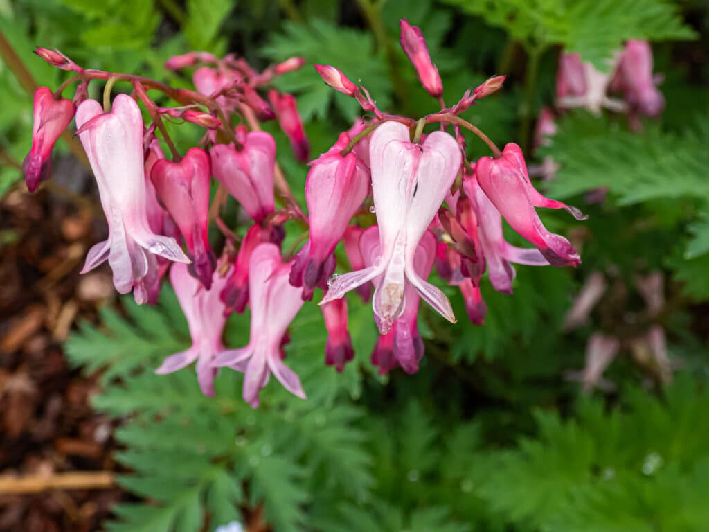 Beautiful Deer Resistant Perennials You Must Try This Year