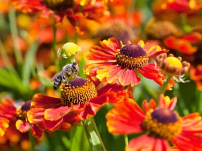 Beautiful Deer Resistant Perennials You Must Try This Year