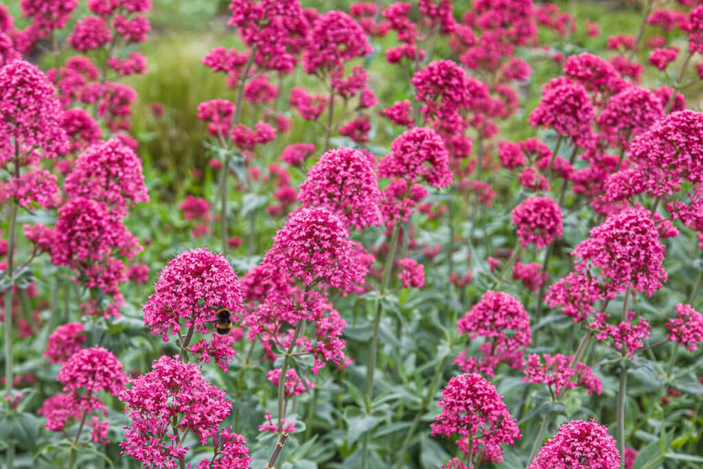 Drought Tolerant Plants For Hot, Dry Summers