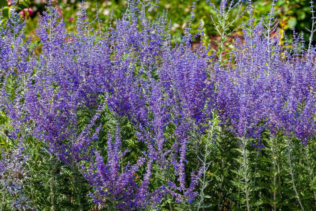 Drought Tolerant Plants For Hot, Dry Summers