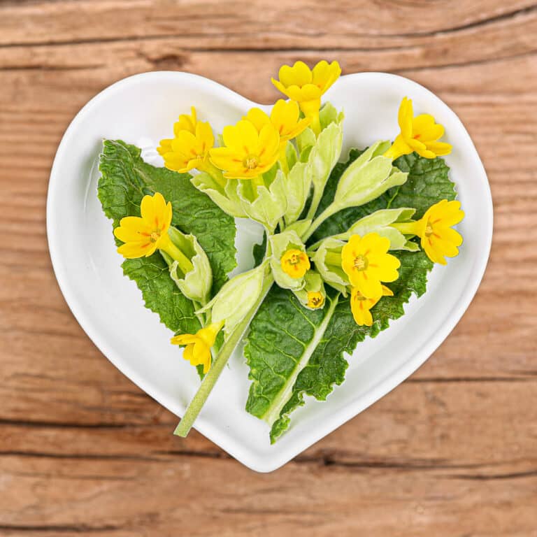 Which Flowers are Edible? A List of Edible Flowers and Their Uses!