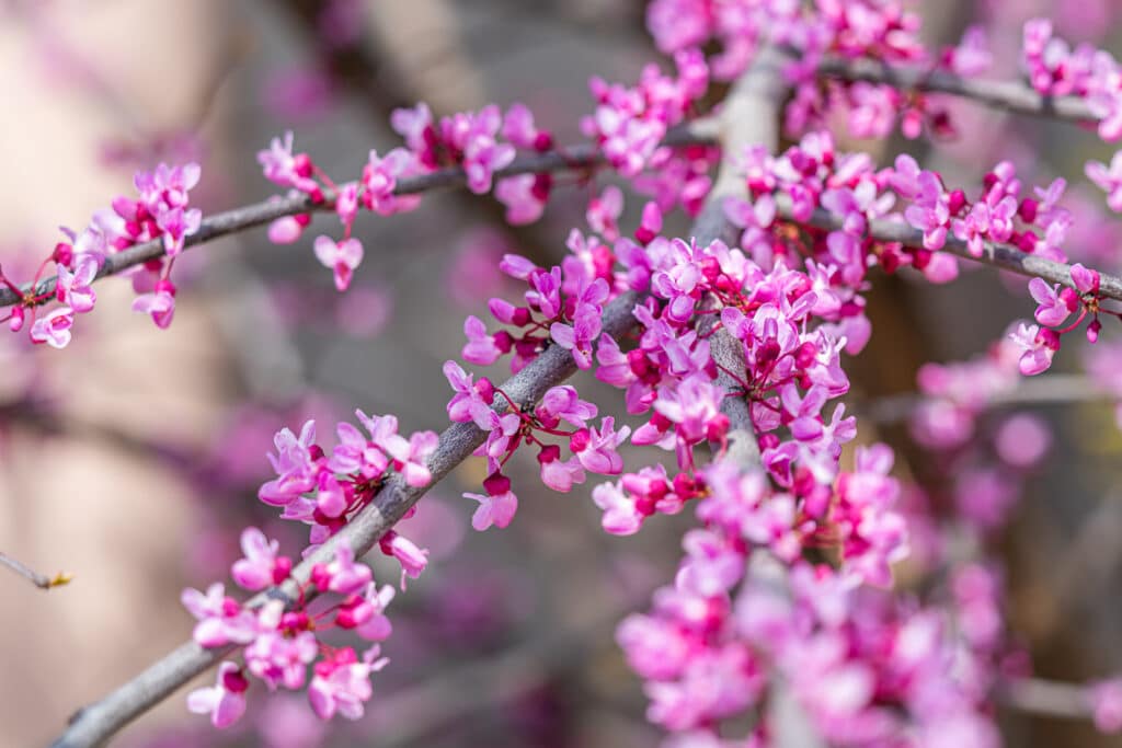 Which Flowers are Edible? A List of Edible Flowers and Their Uses!