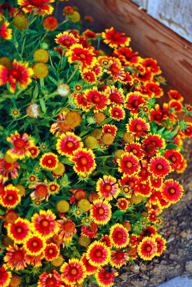 27 Full Sun Perennials For North American Gardens