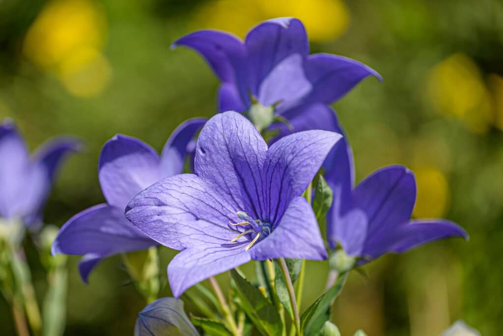 27 Full Sun Perennials For North American Gardens