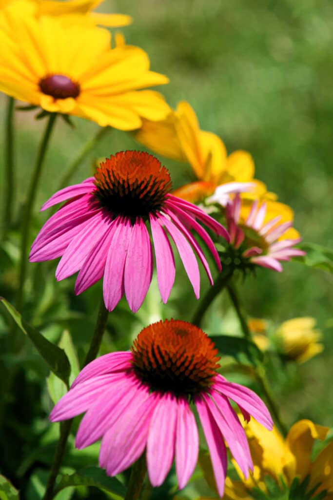 27 Full Sun Perennials For North American Gardens