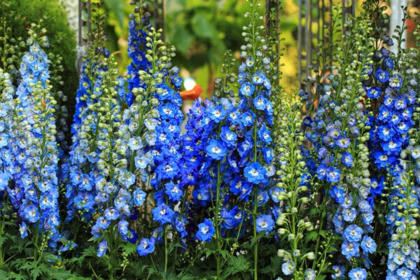 27 Full Sun Perennials For North American Gardens