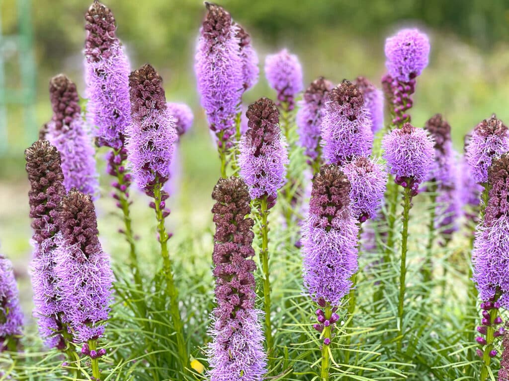27 Full Sun Perennials For North American Gardens