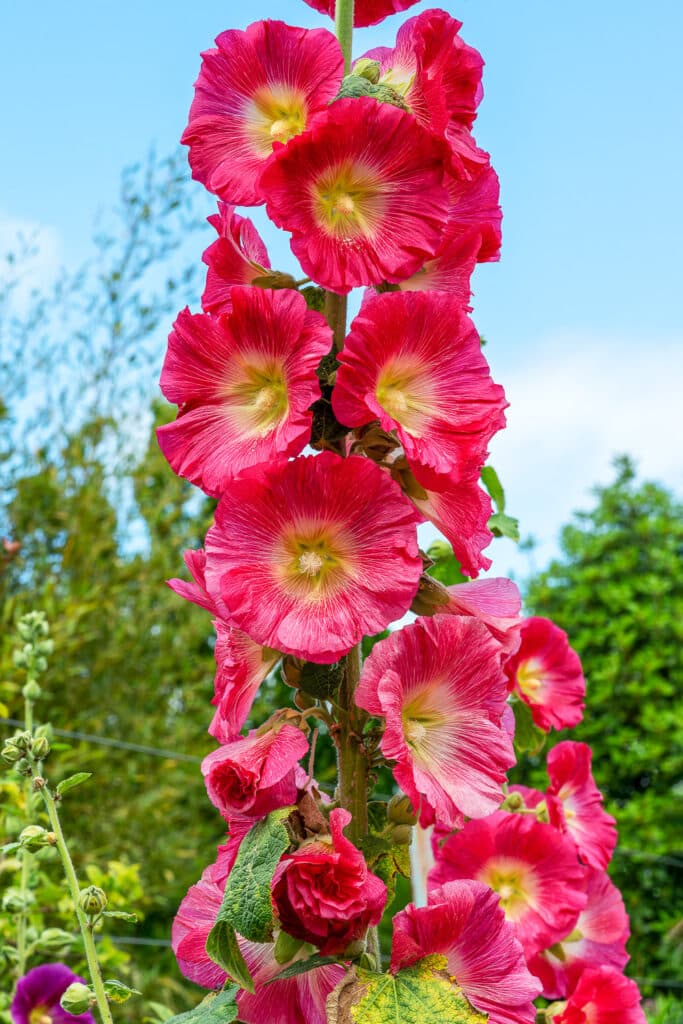 How to Grow Hollyhocks - A Complete Growing Guide