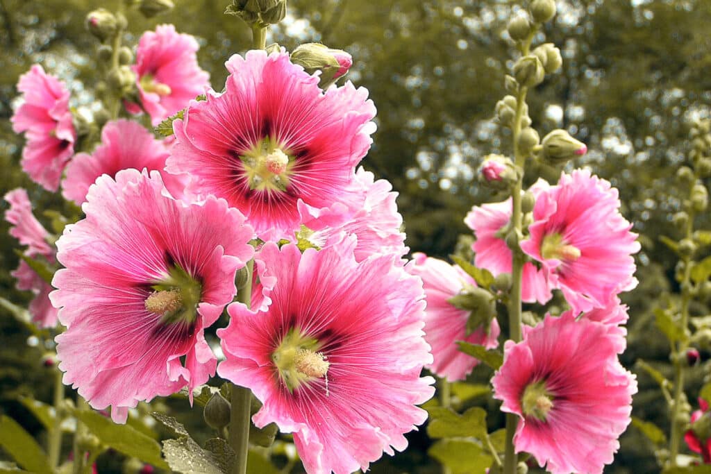 How to Grow Hollyhocks - A Complete Growing Guide