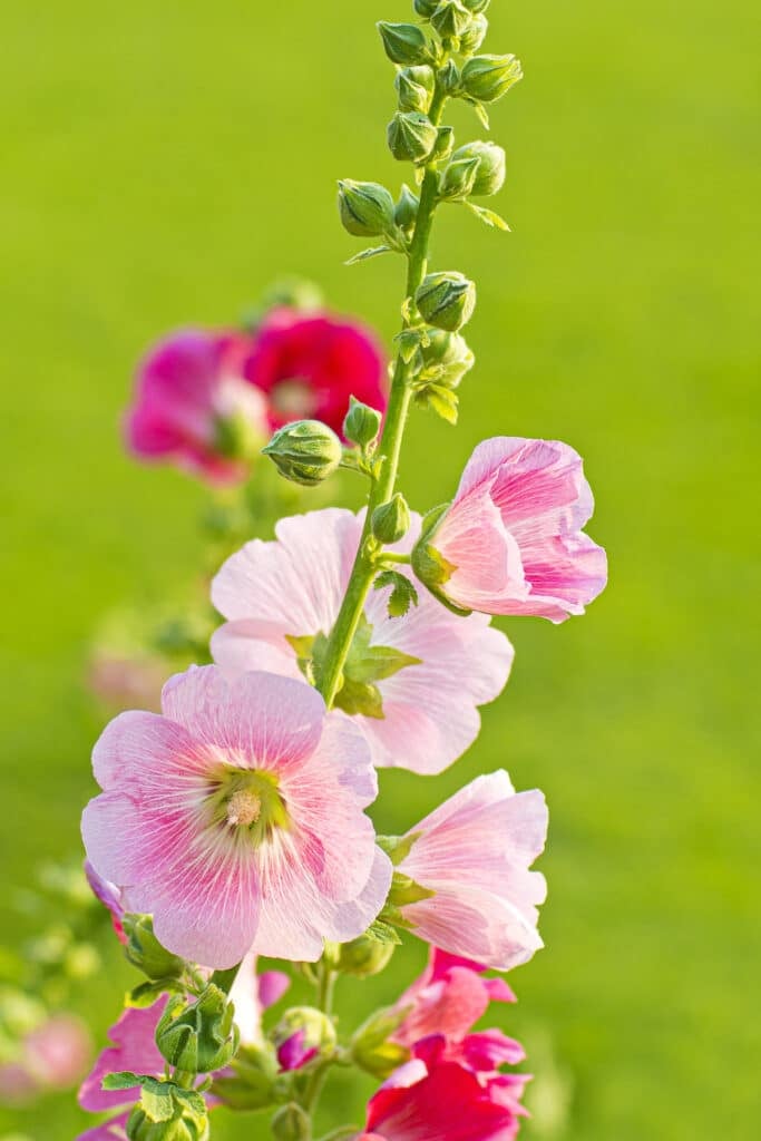 How to Grow Hollyhocks - A Complete Growing Guide