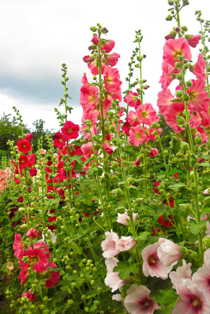 How to Grow Hollyhocks - A Complete Growing Guide