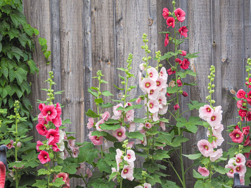 How to Grow Hollyhocks - A Complete Growing Guide