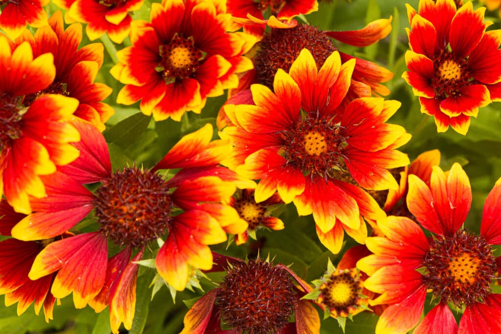 26 Colorful Perennials That Bloom All Summer Long