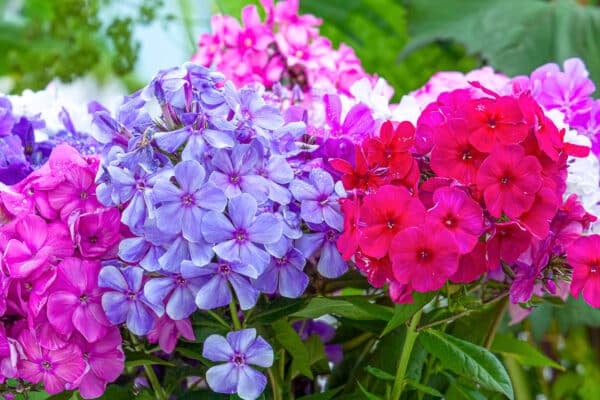 26 Colorful Perennials That Bloom All Summer Long