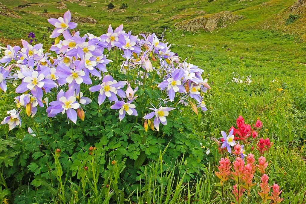 How To Grow a Thriving Wildflower Garden