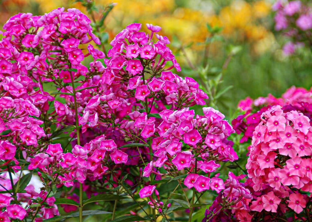 How To Grow a Thriving Wildflower Garden