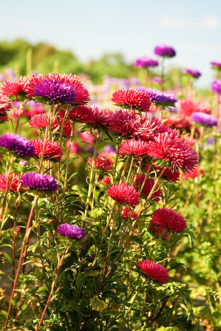 How To Grow a Thriving Wildflower Garden