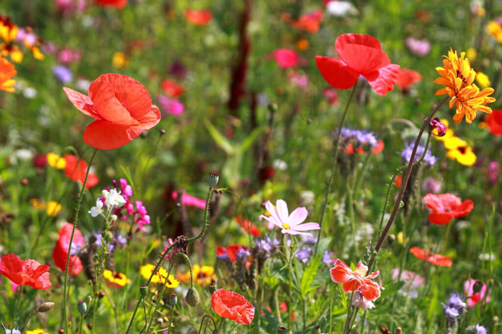 How To Grow a Thriving Wildflower Garden