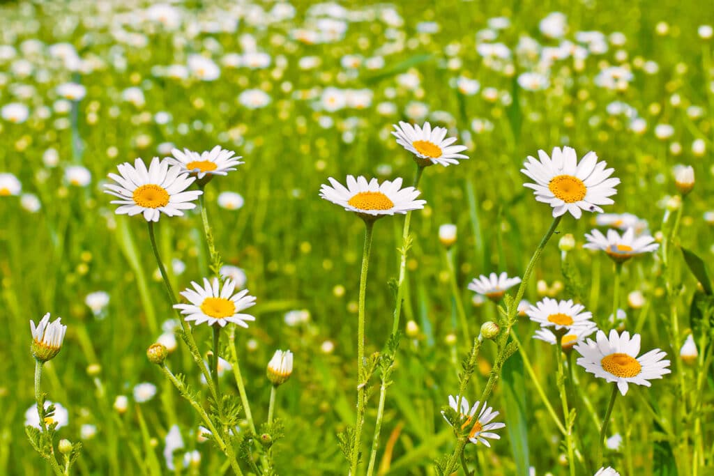 How To Grow a Thriving Wildflower Garden