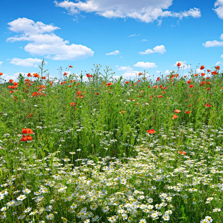 How To Grow a Thriving Wildflower Garden