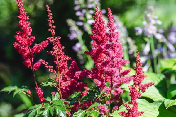 Astilbe Plants - The Colorful Heroes Of The Shade Garden