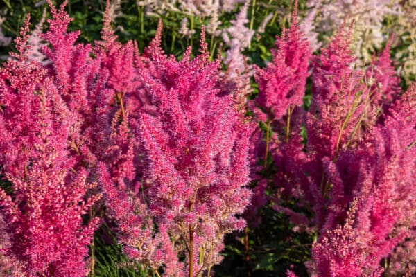 Astilbe Plants - The Colorful Heroes Of The Shade Garden