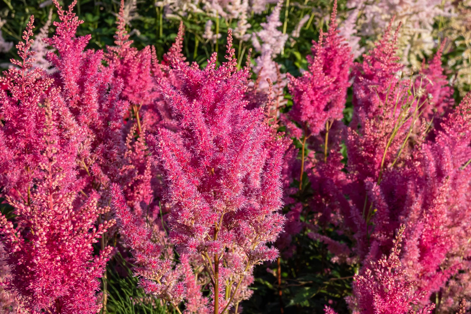 Astilbe Plants - The Colorful Heroes Of The Shade Garden