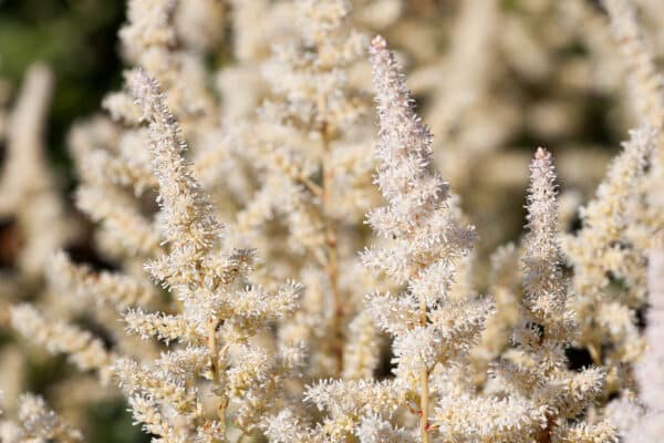 Astilbe Plants - The Colorful Heroes Of The Shade Garden