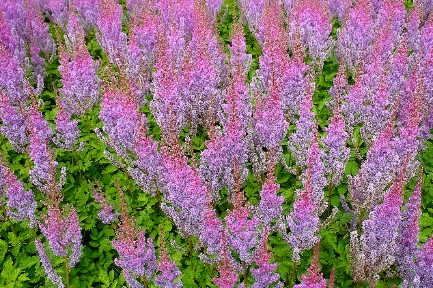 Astilbe Plants - The Colorful Heroes Of The Shade Garden