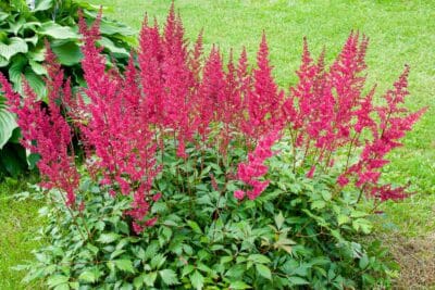 Astilbe Plants - The Colorful Heroes Of The Shade Garden