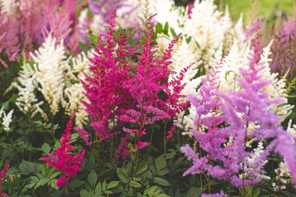 Astilbe Plants - The Colorful Heroes Of The Shade Garden