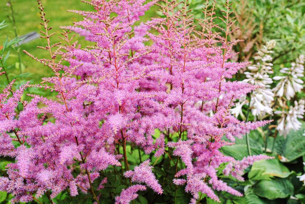 Astilbe Plants - The Colorful Heroes Of The Shade Garden