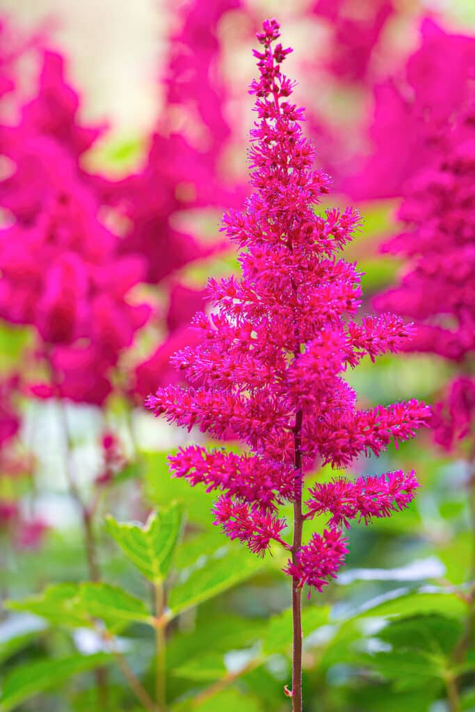 Larkspur Flowers: A Beginner's Guide to Growing Vibrant Larkspurs
