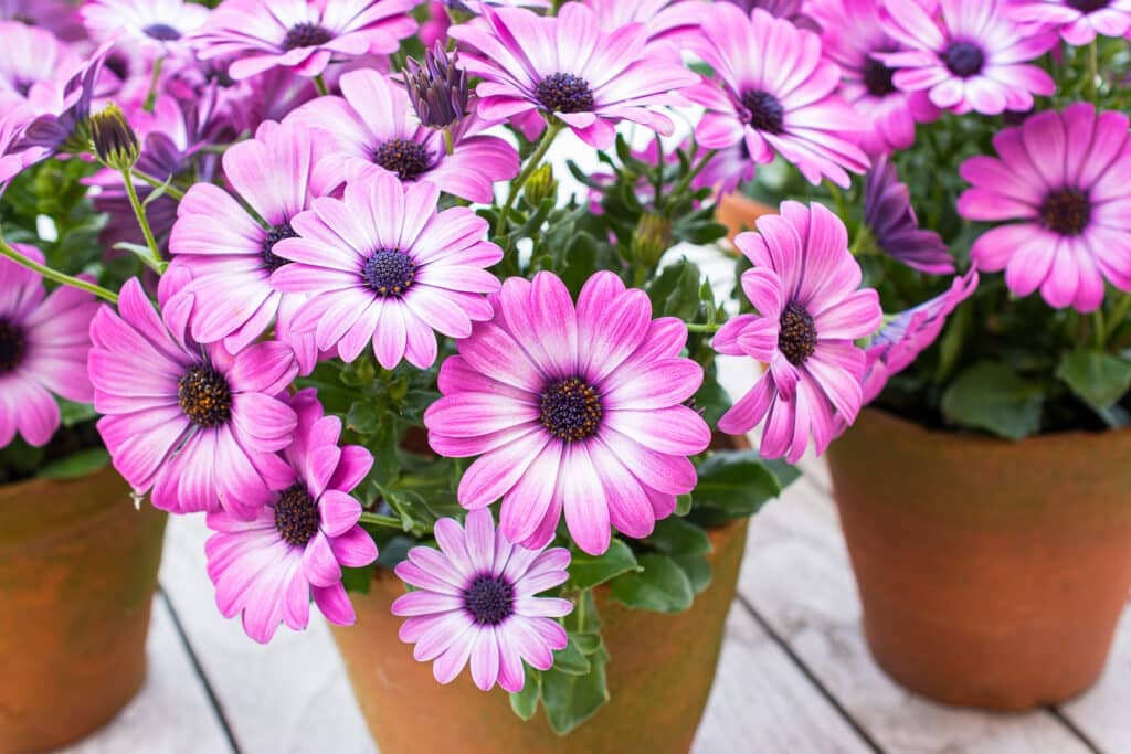 The Best Flowers For Pots and Containers
