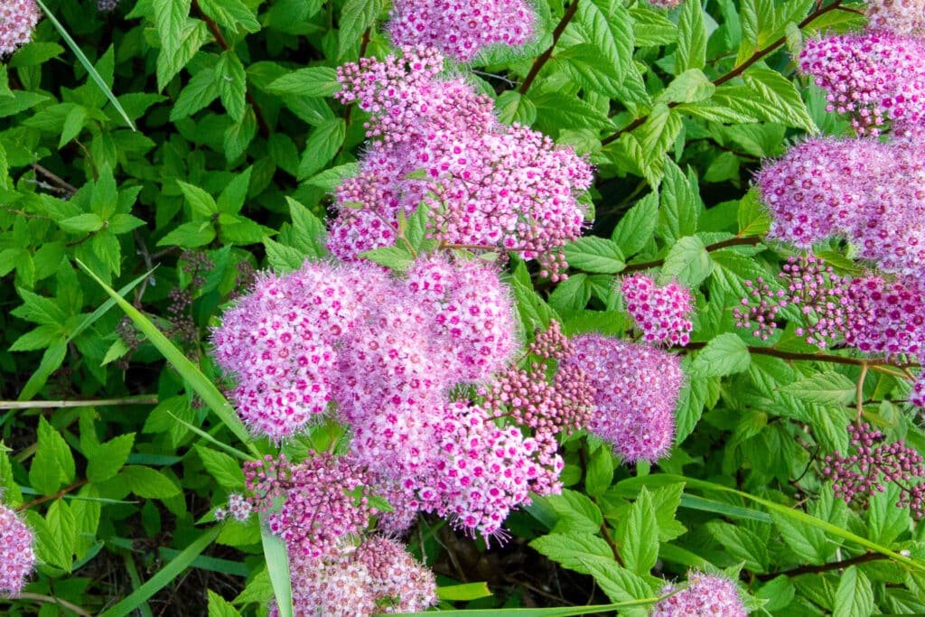 The Joys of Growing Milkweed For Monarch Butterflies