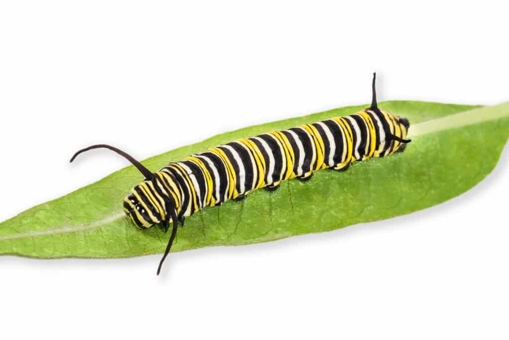 The Joys of Growing Milkweed For Monarch Butterflies