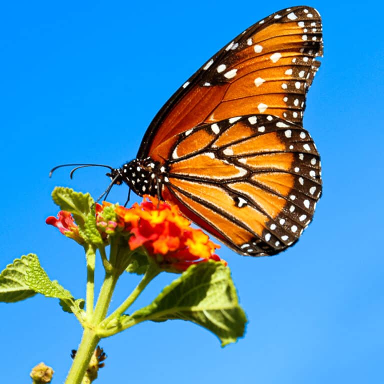 The Joys of Growing Milkweed For Monarch Butterflies