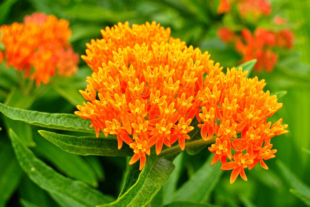 The Joys of Growing Milkweed For Monarch Butterflies