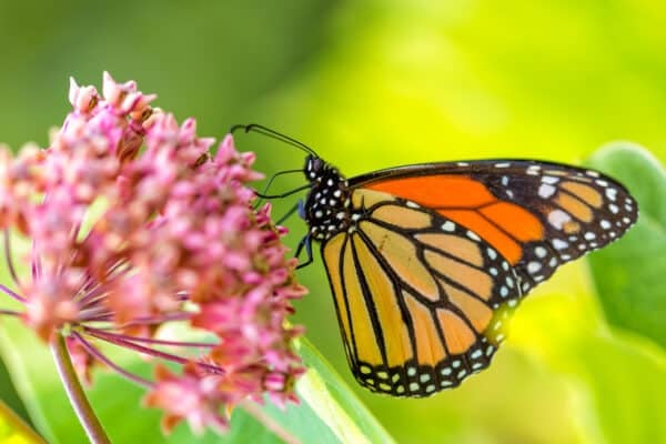 The Joys of Growing Milkweed For Monarch Butterflies