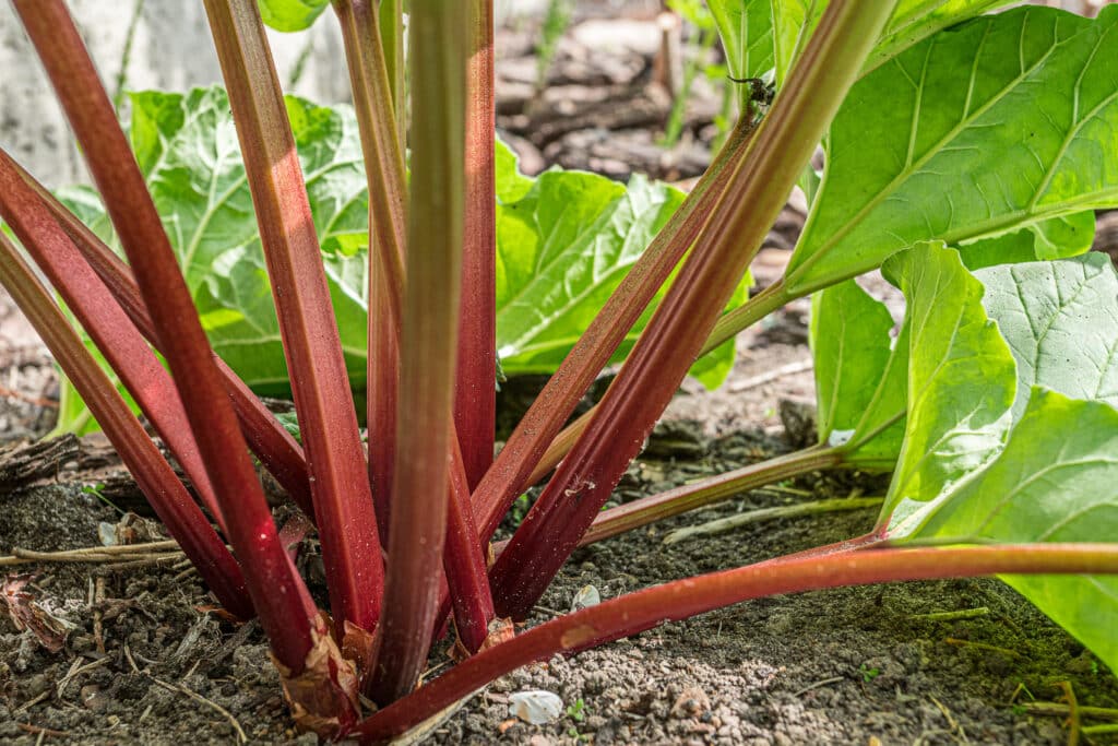 Harvesting Rhubarb: Tips and Techniques for a Bountiful Crop
