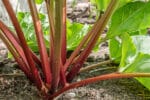 Harvesting Rhubarb: Tips and Techniques for a Bountiful Crop